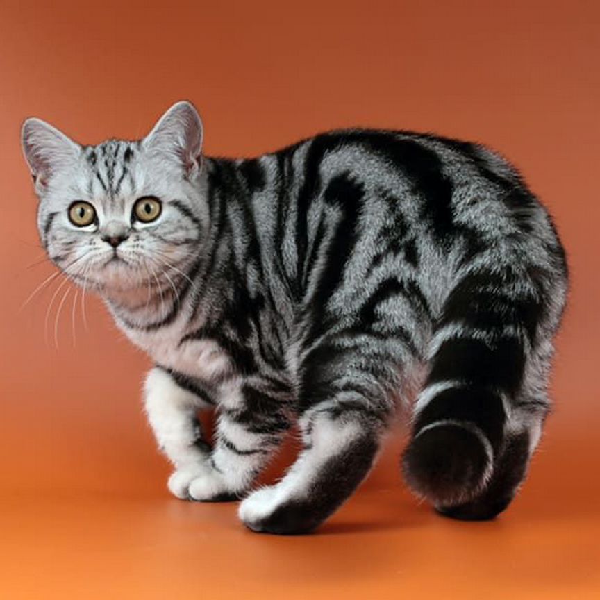 Британская короткошёрстная, взрослая кошка