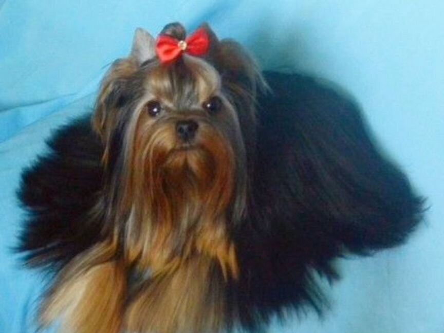 Йоркширский терьер нежная куколка 6 лет