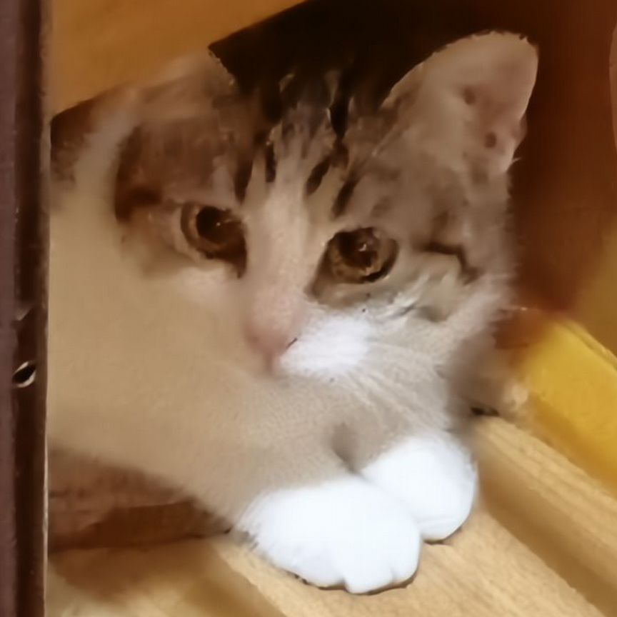 Котёнок в добрые руки