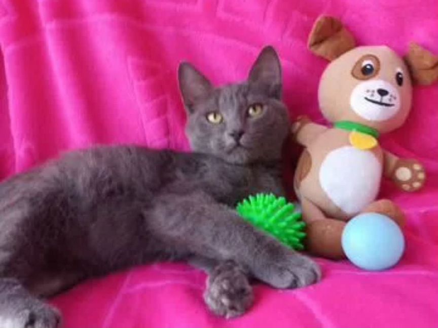 Котенок девочка