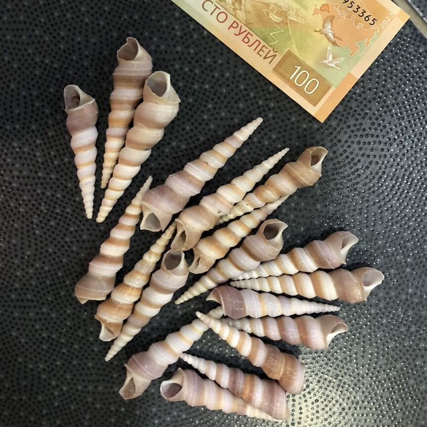 Ракушки наборы разные