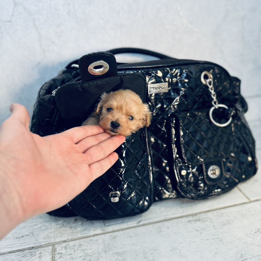 Щенки мальтипу f1 мини