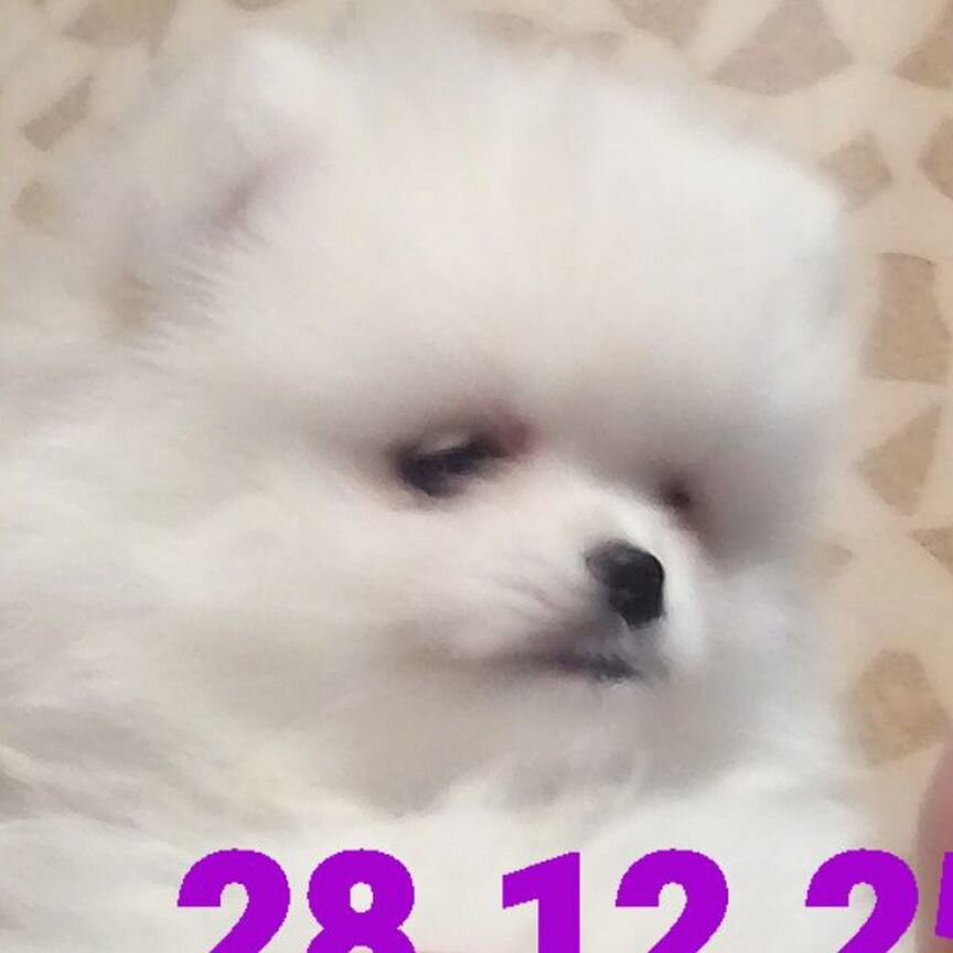 Померанский шпиц, щенок