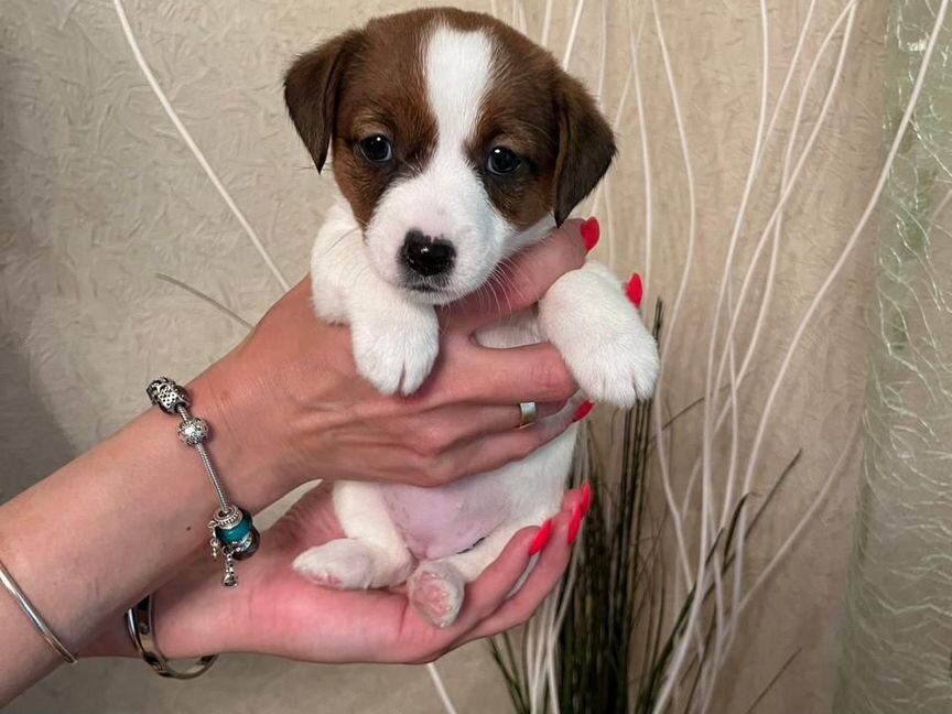 Щенки Джек Рассел терьер гладкошерстный