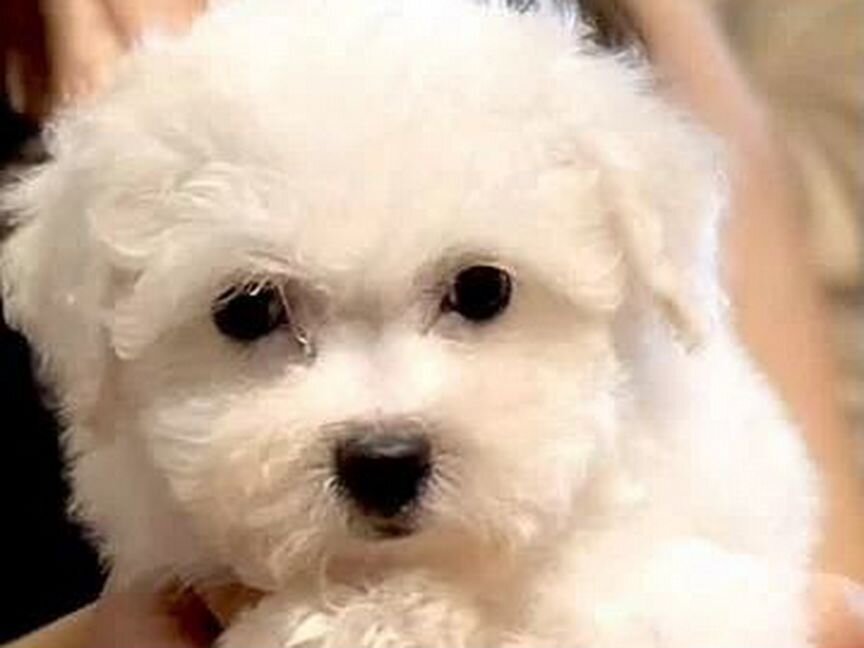 Бишон Фризе