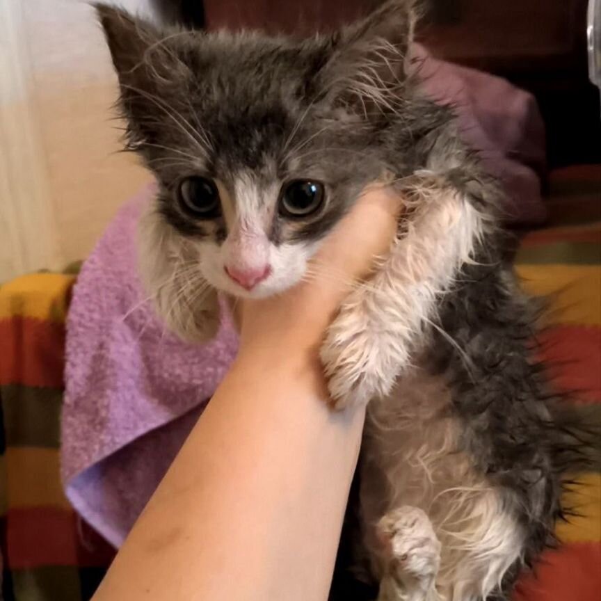 Котенок мальчик очень хочет домой