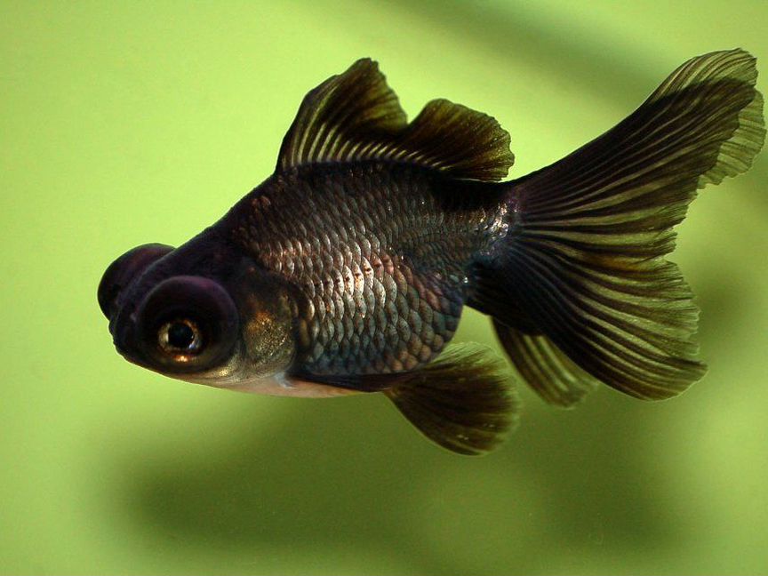 Золотая рыбка Черный телескоп (Black Moor Goldfis