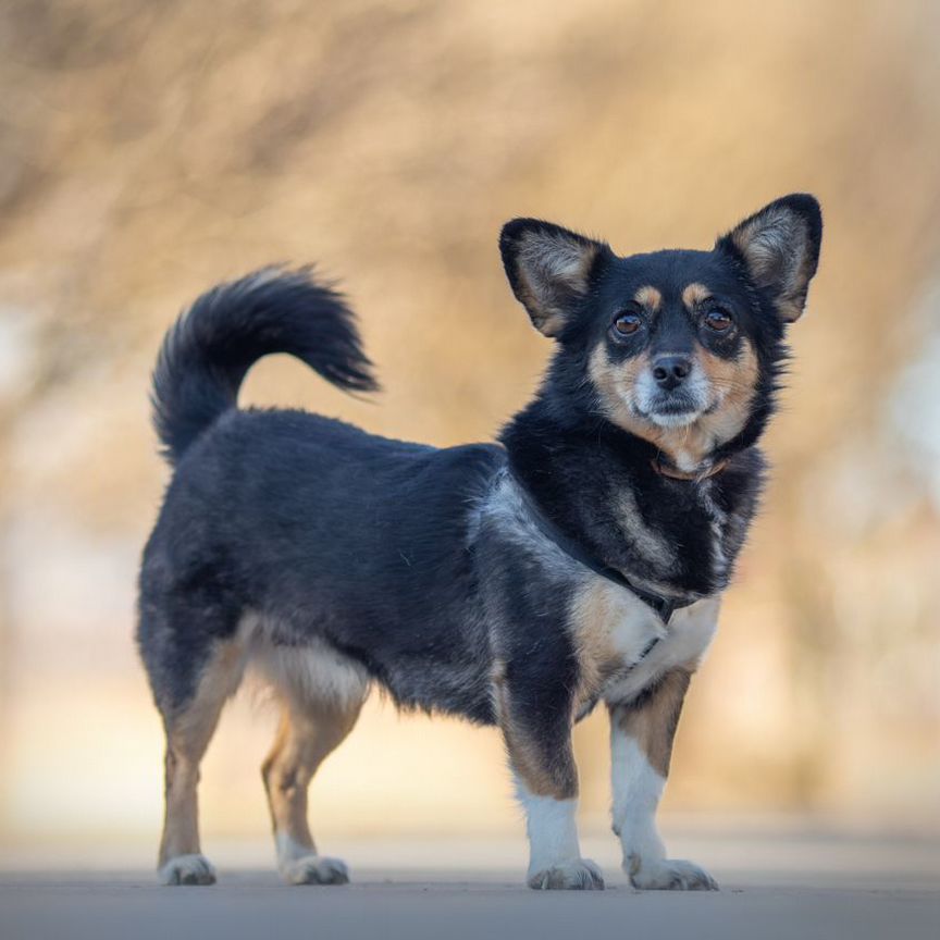 Маленькая собачка в добрые руки москва