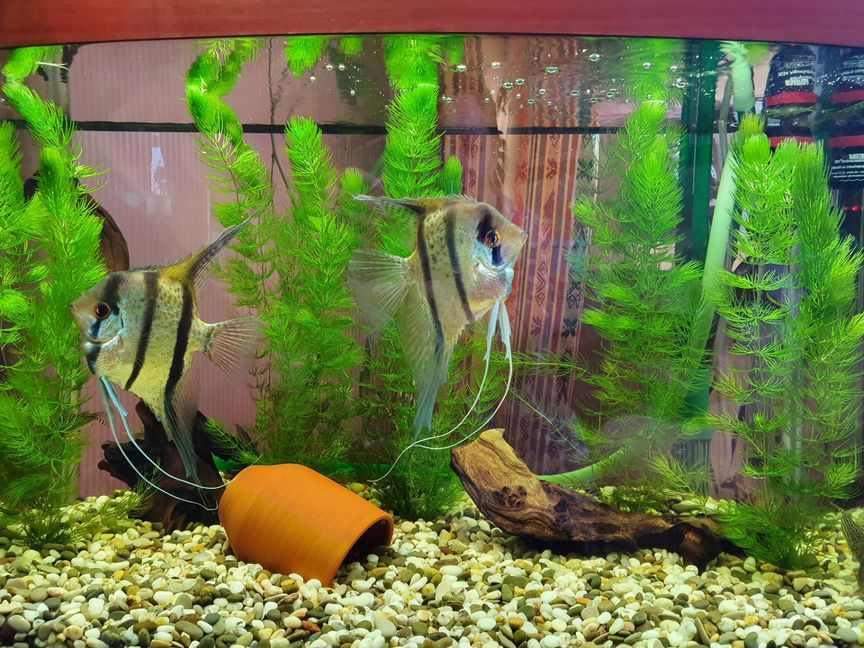 Роголистник роскошный