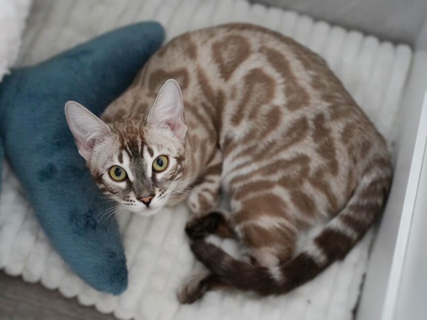 Бенгальская кошка в добрые руки