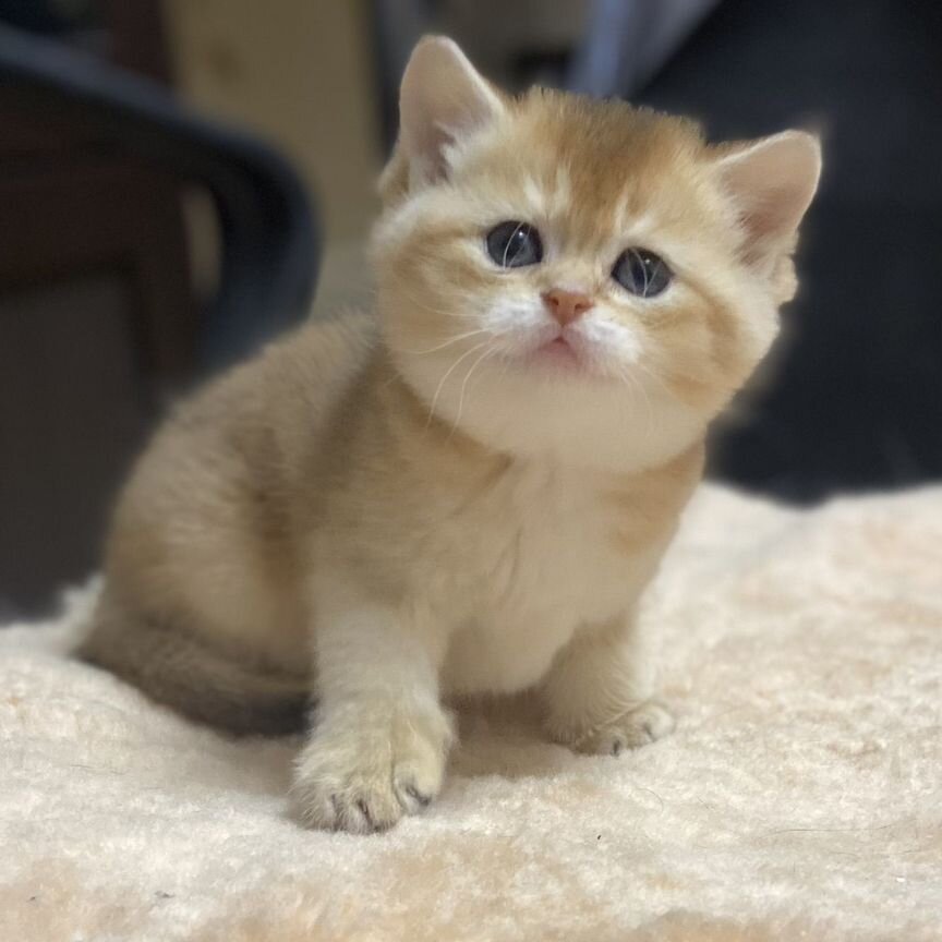 Британская кошечка Соня