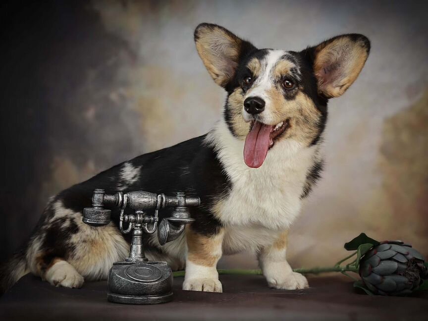 Мраморные вельш-корги