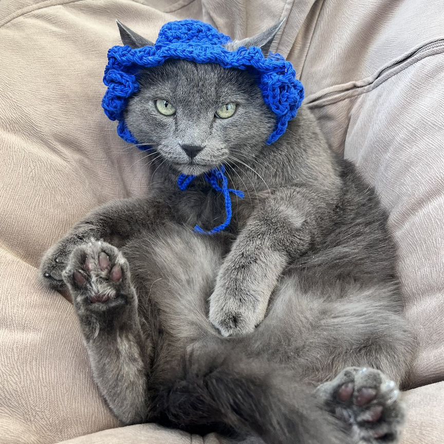 Панама для кота и собаки