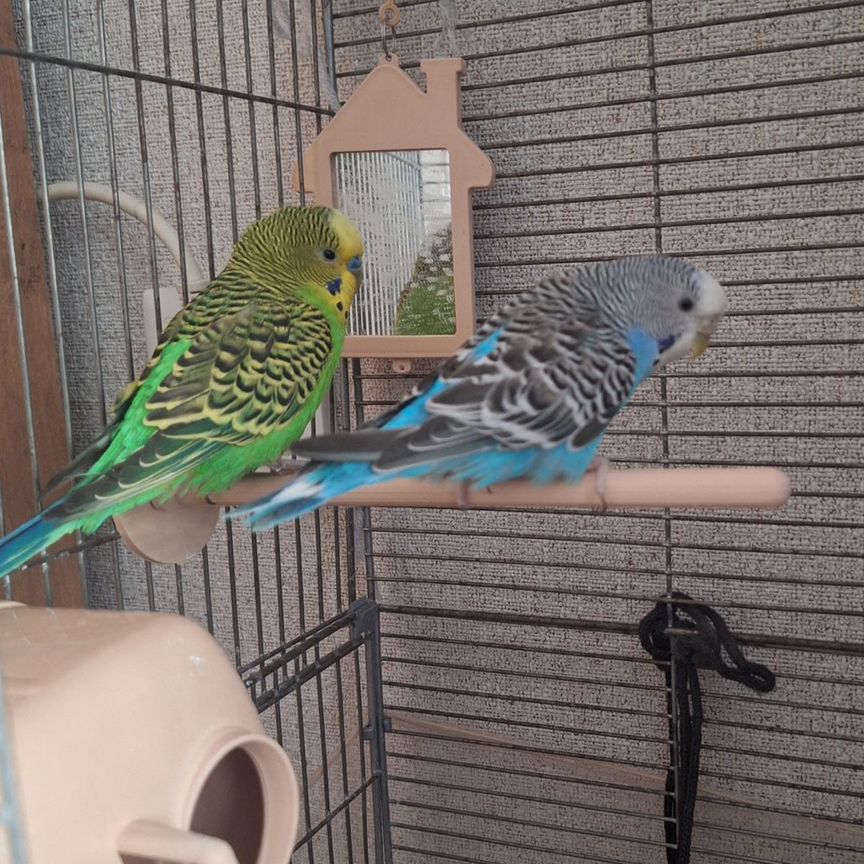 Продам волнистых попугаев