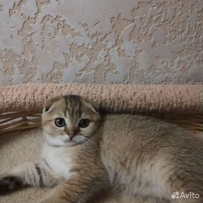 Золотая шиншиллка. Котик. Доставка