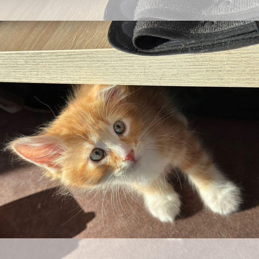 Котята в добрые руки бесплатно