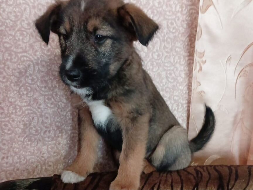 Собака, щенок мальчик 2 месяца