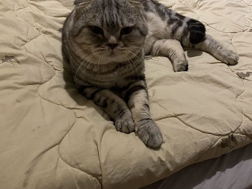 Шотландский кот вязка