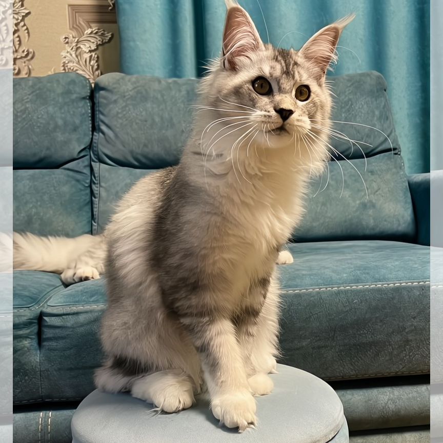 Мейн-кун котёнок