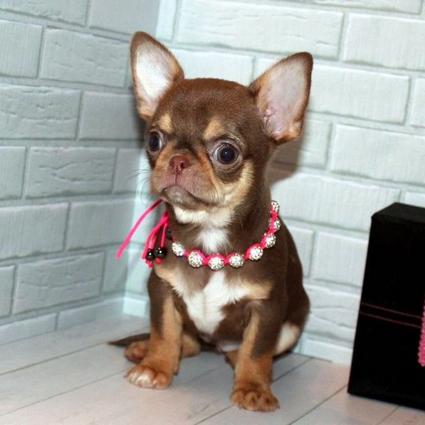 Чихуахуа,красивая,экстремальная девочка