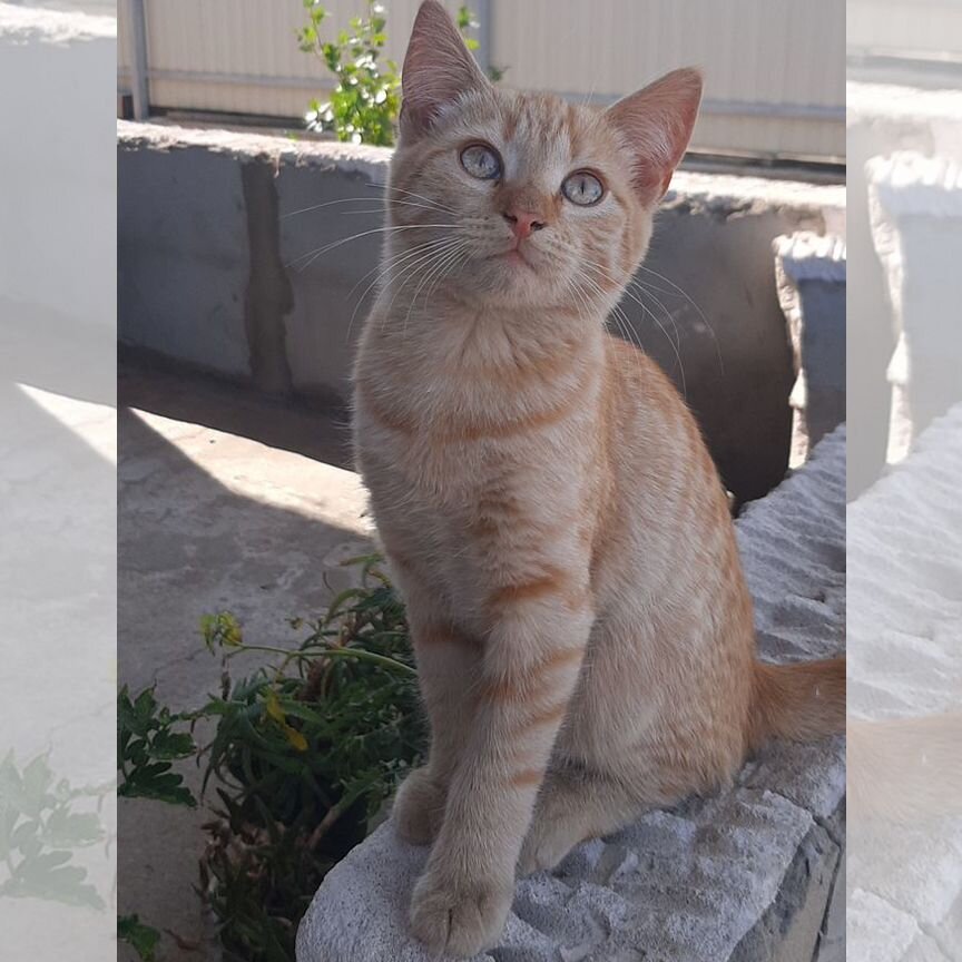 Отдам в добрые руки