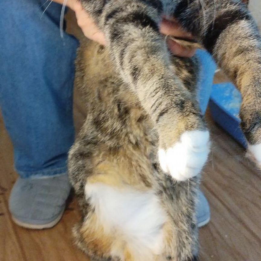 Котик трехлапка ласковый
