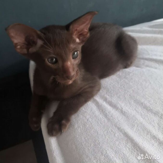 Ориентальный кот экстрим