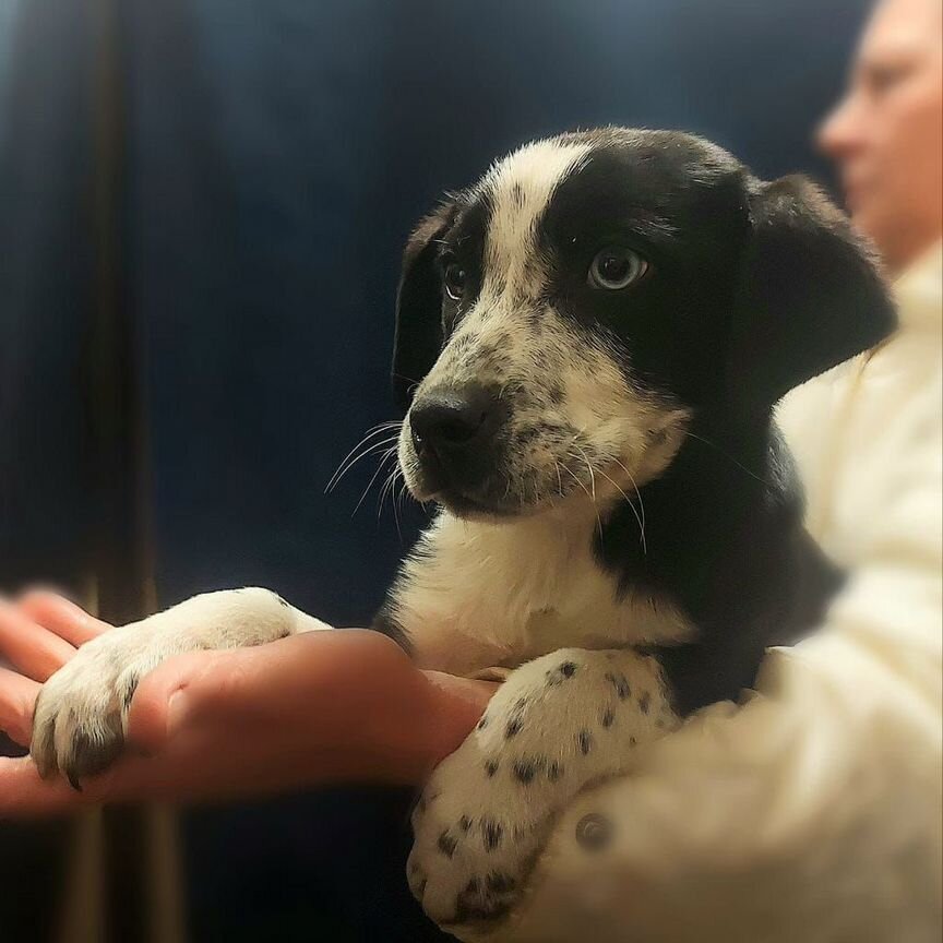 Курцхаар хаски с разными глазами, щенок