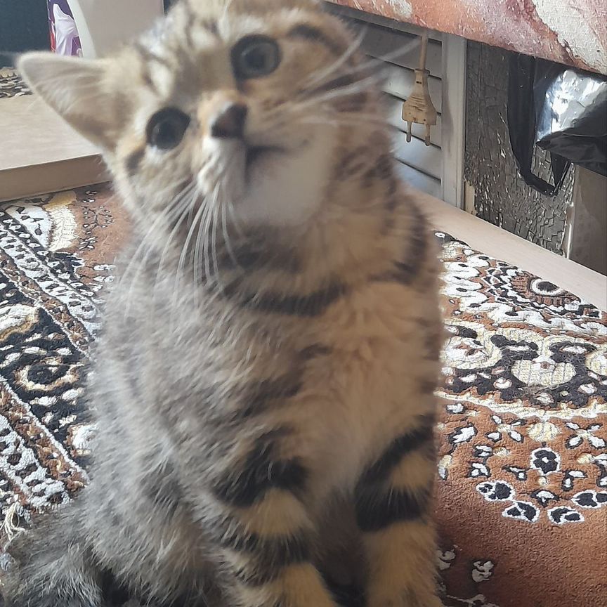 Шотландская