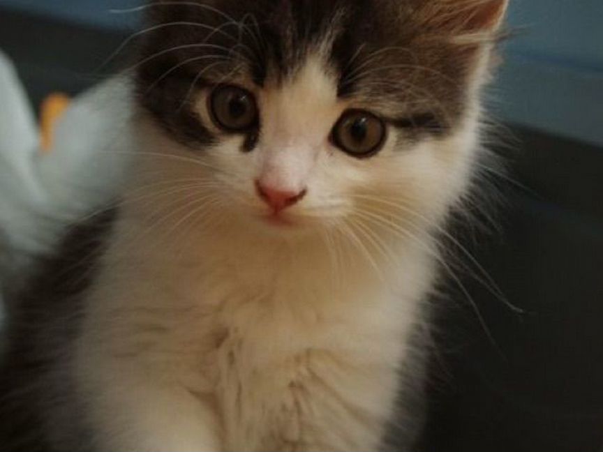 Котёнок малышка девочка