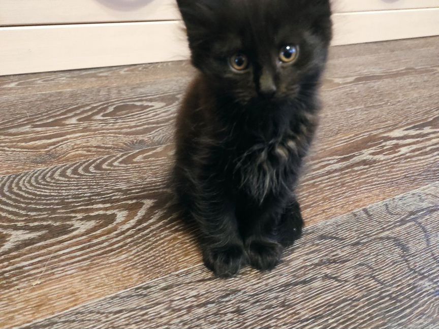 Кошка в дар бесплатно