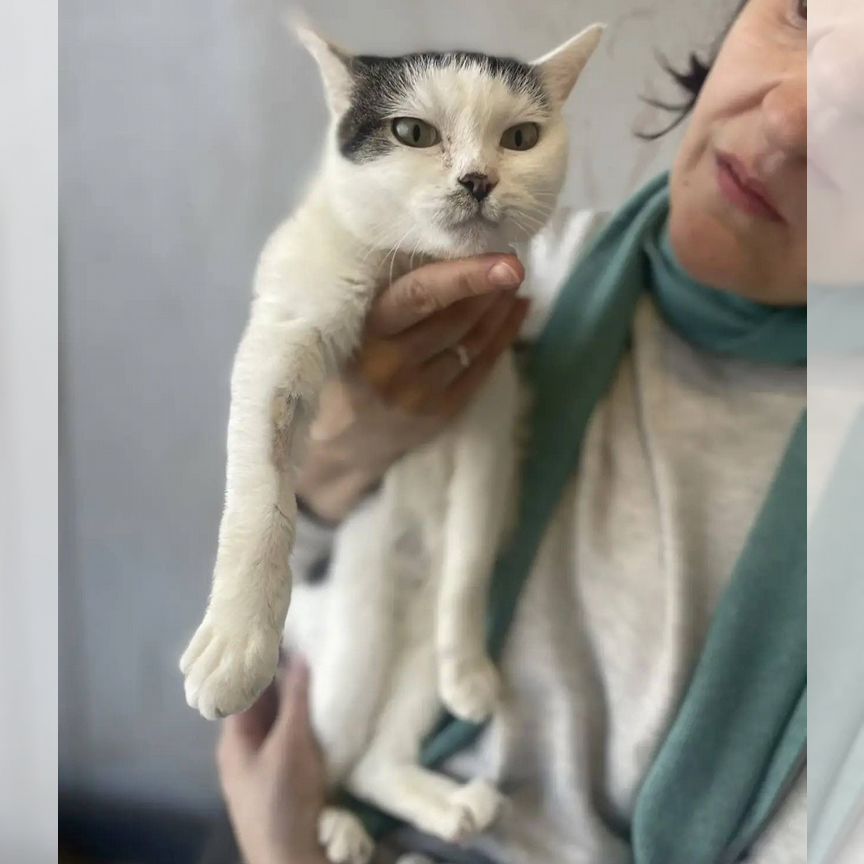 Взрослая, кошка в добрые руки