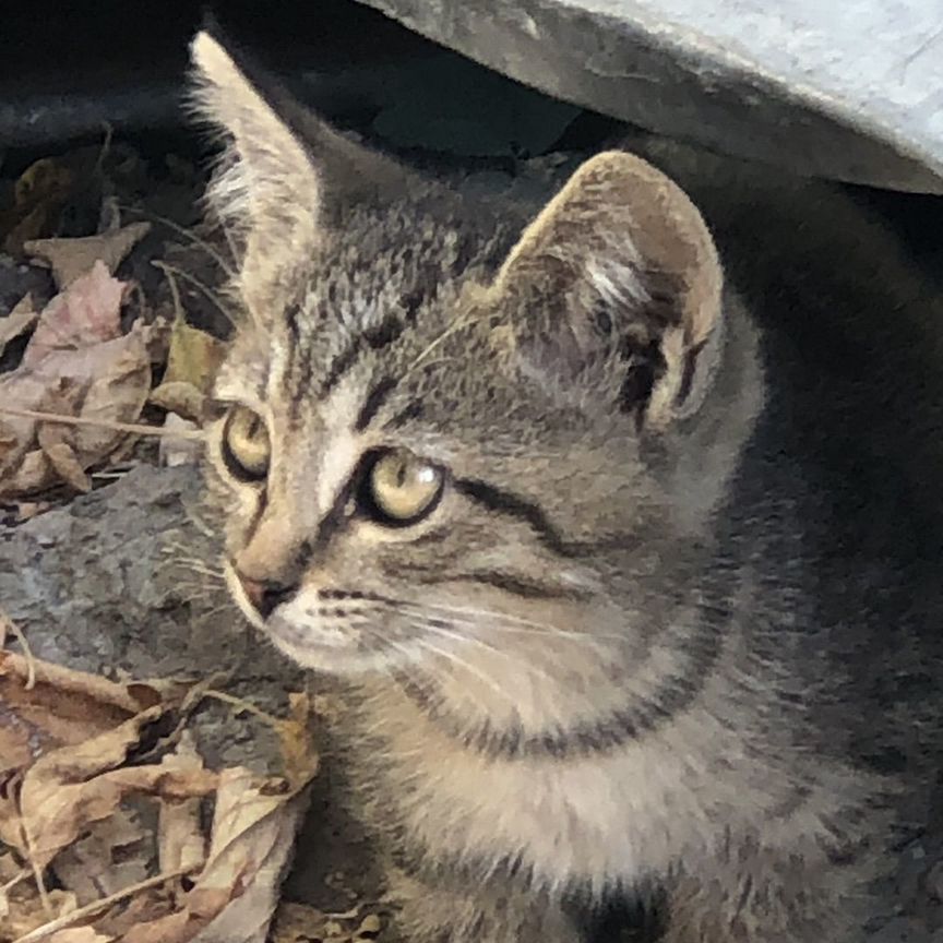 Кисуленьки