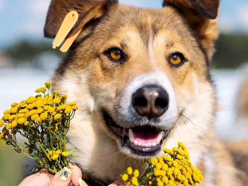 Собака в добрые руки