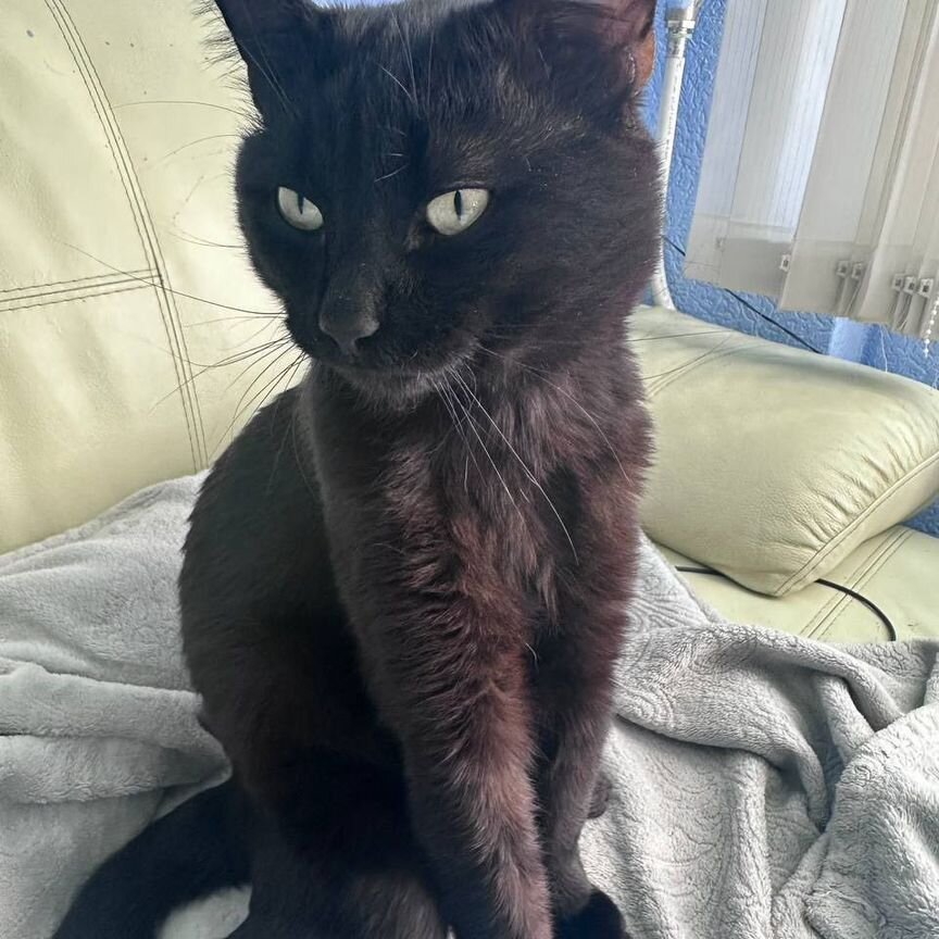 Котик в добрые руки