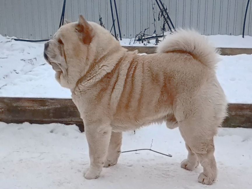 Кобель смуф/крем