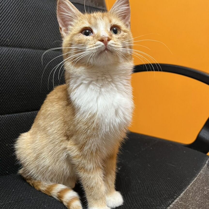 Рыжий котенок, мальчик, ласкуша