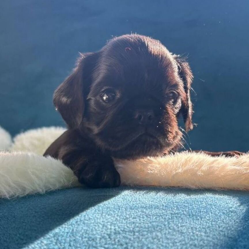 Собачки обезьянки