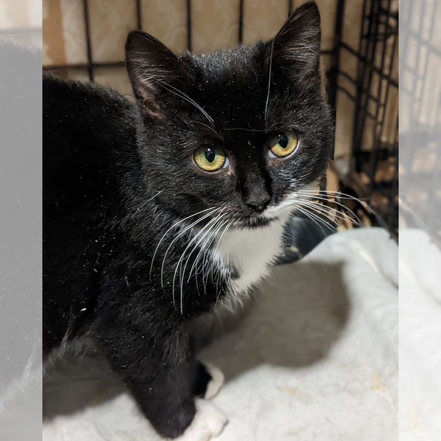 Котёнок в добрые руки