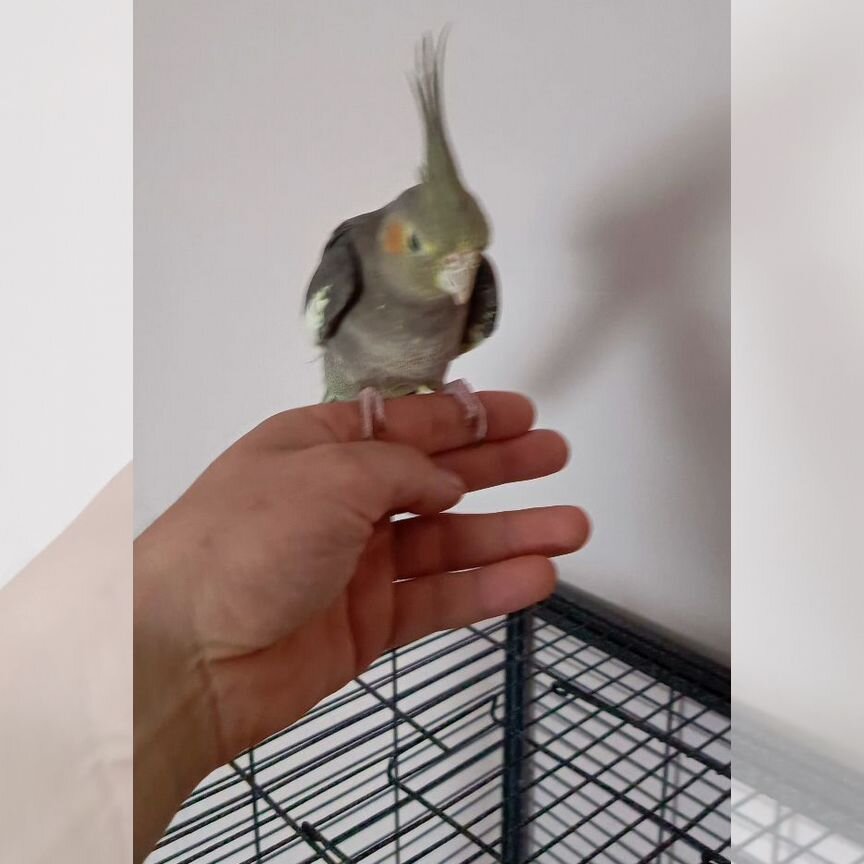 Попугай корелла девочка