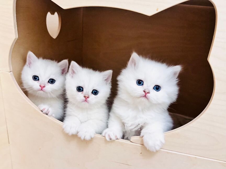 Британские котята серебристая шиншилла