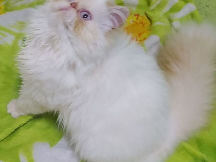 Персидская