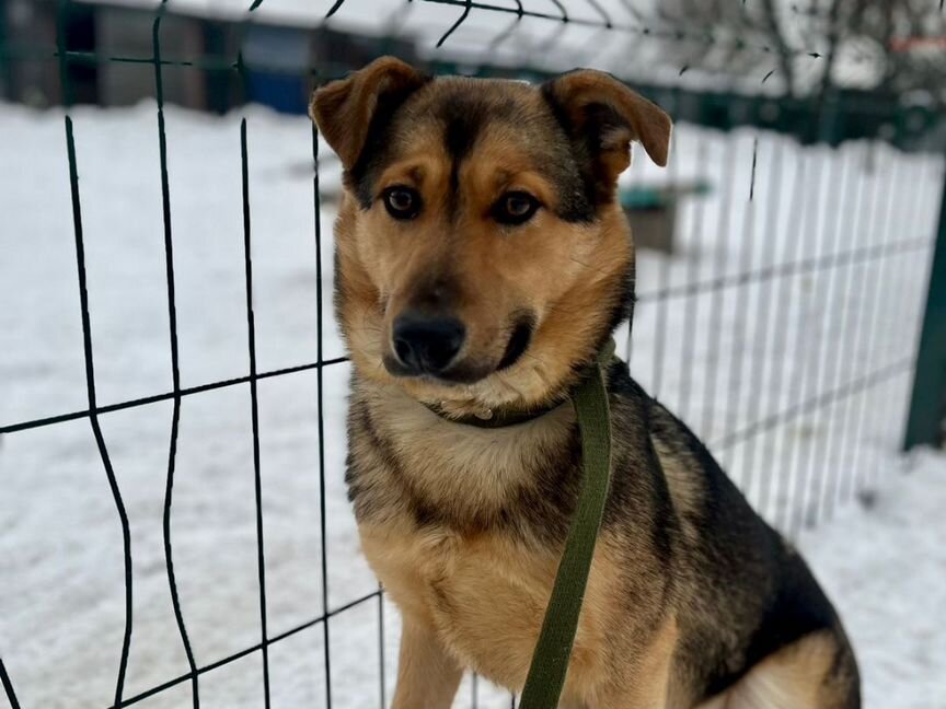 Расик в добрые руки