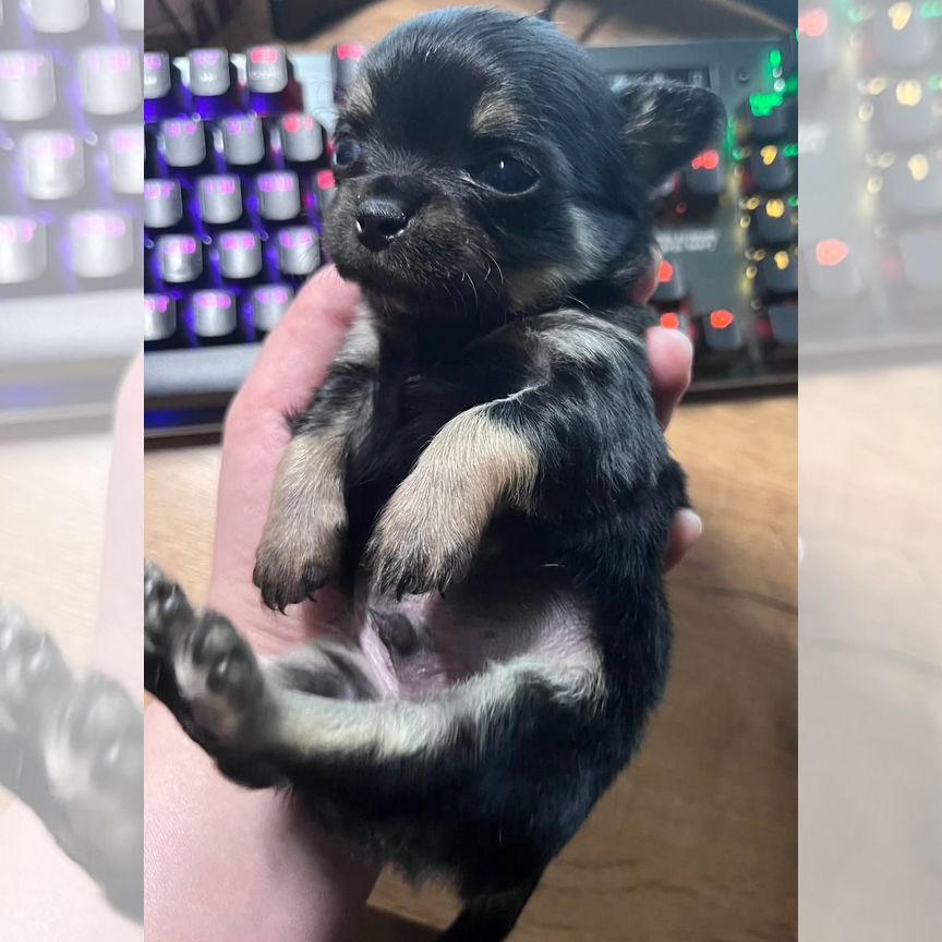 Чихуахуа, щенок