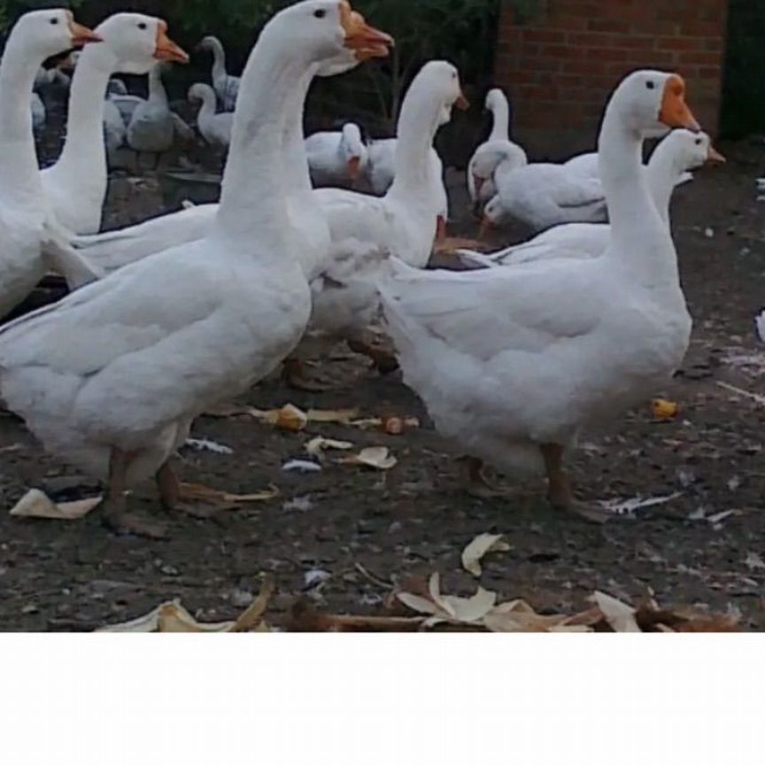 Гуси взрослые под запись