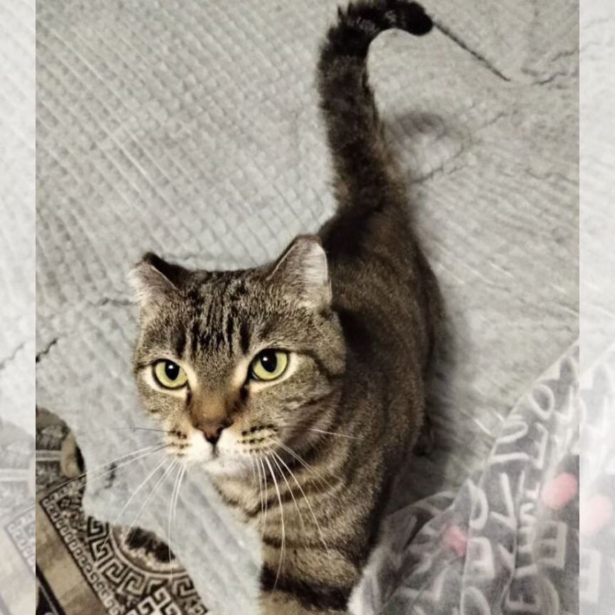 Взрослый кот в добрые руки