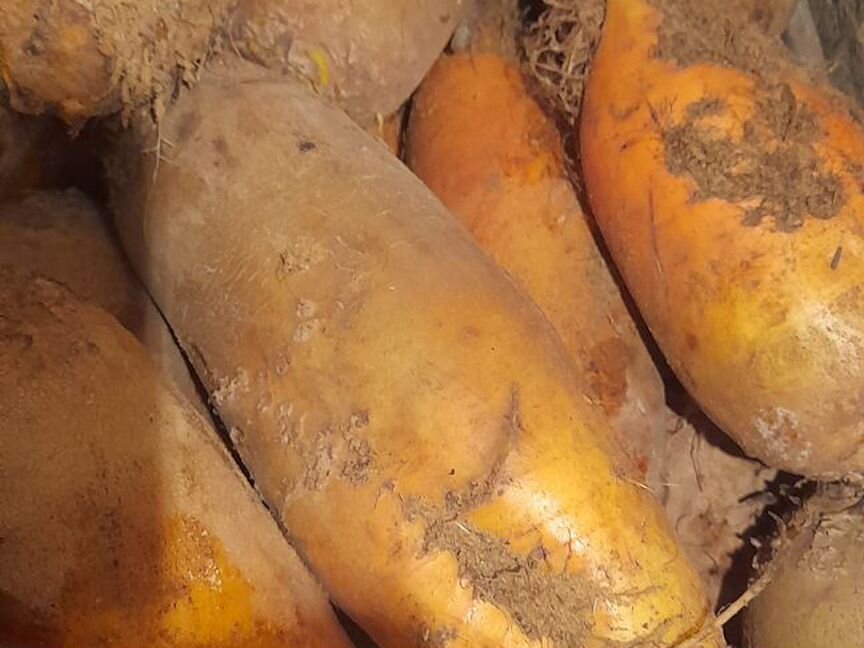 Продам кормовую свеклу