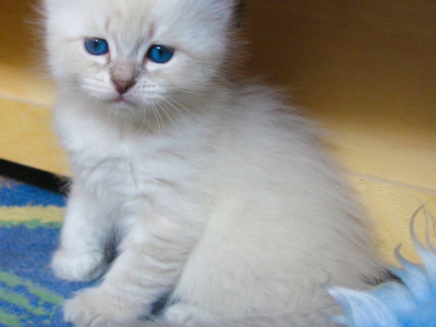 Роскошные невские малыши