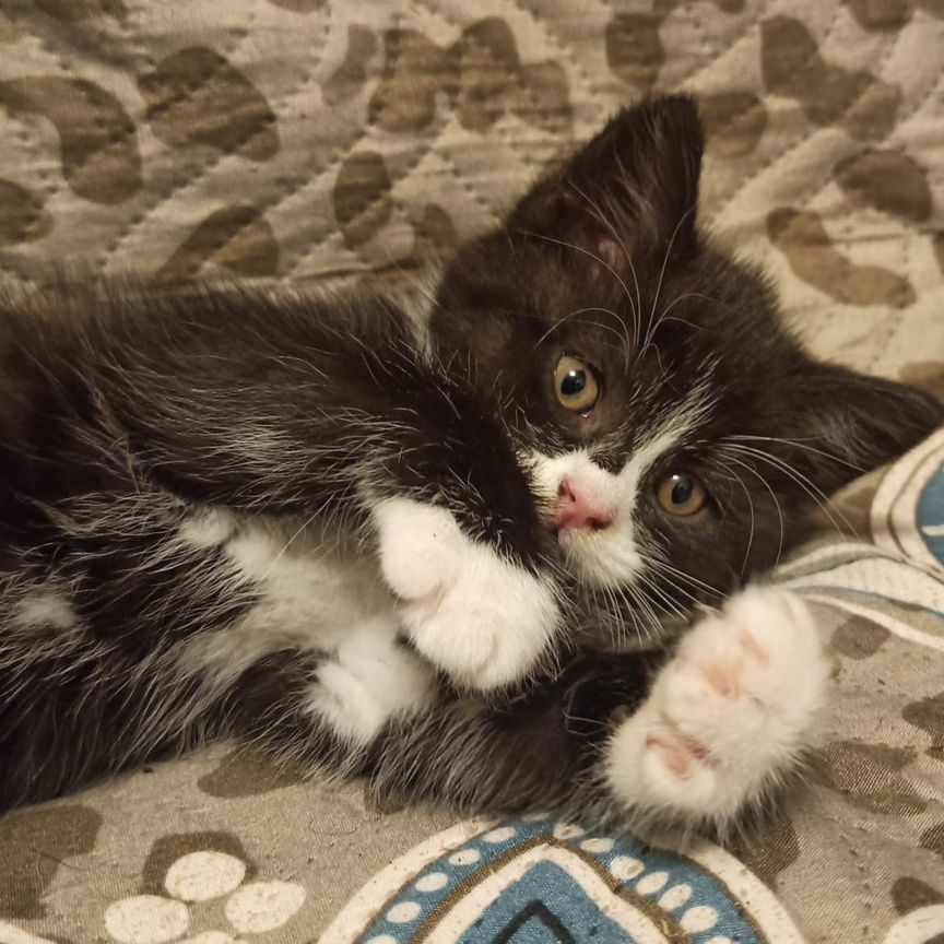 Котёнок медвежонок