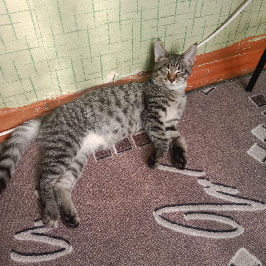 Отдаю кошечку 4 месяца. помесь майкун с тайской